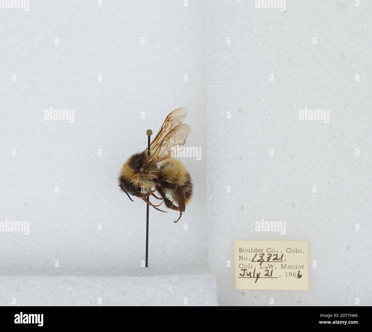 Boulder, Colorado, United States, Bombus (Alpinobombus) balteatus ...