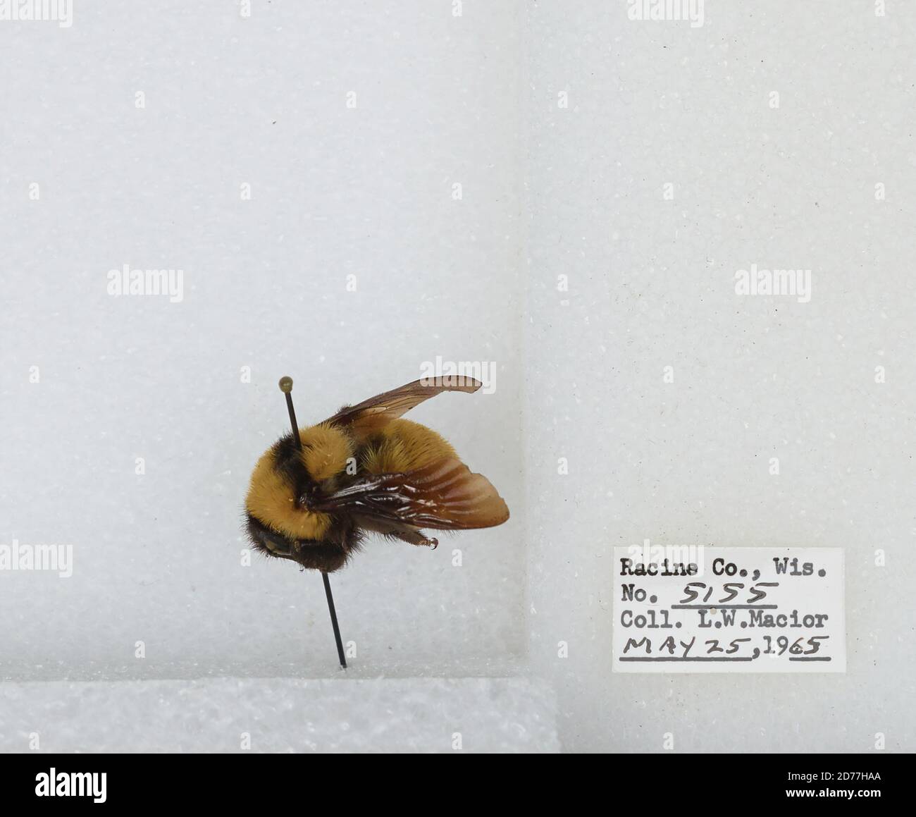 Racine, Wisconsin, United States, Bombus (Fervidobombus) fervidus ...