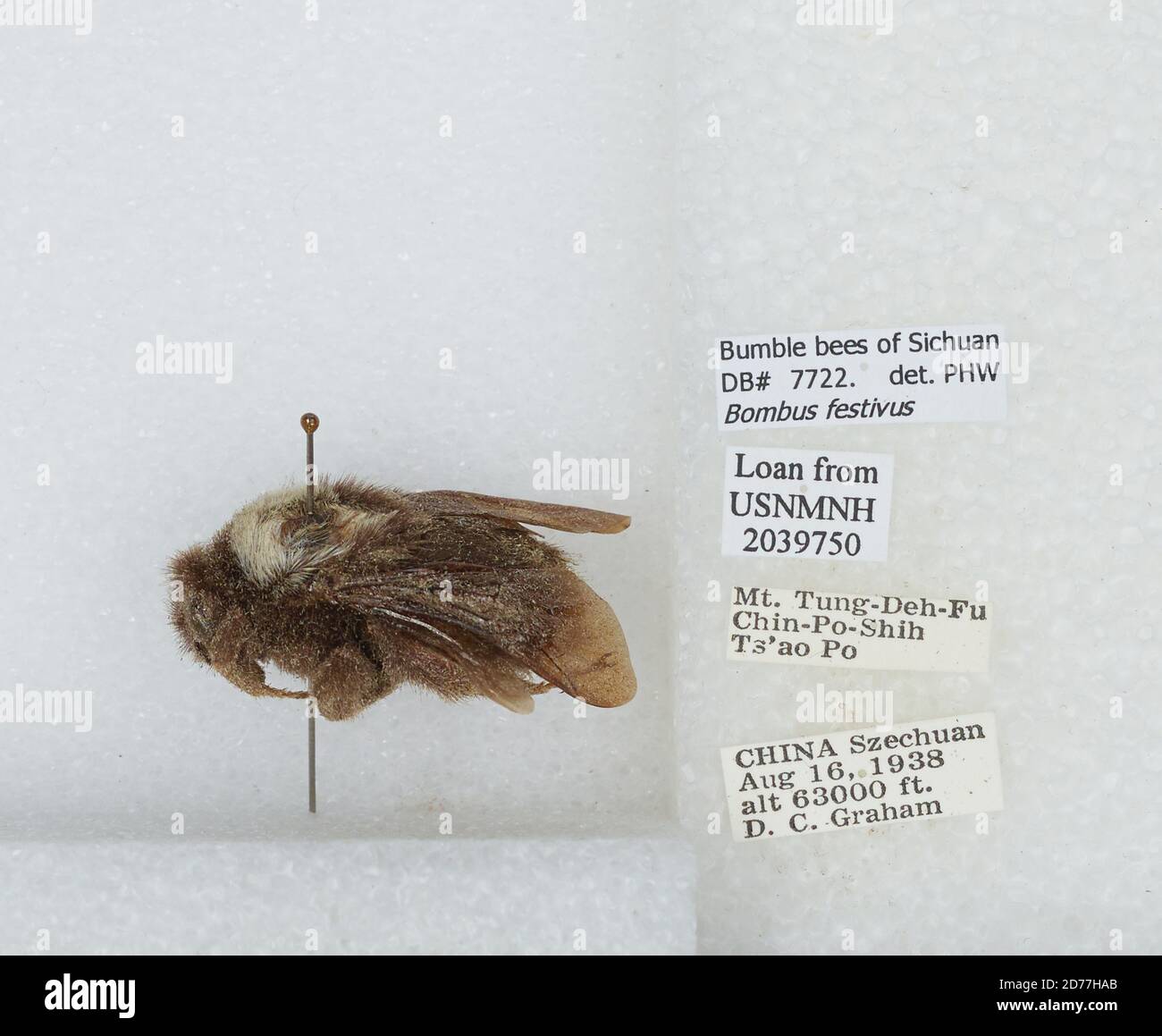 Mount Tung-Deh-Fu, Chin-Po-Shih, Ts'ao Po, Sichuan, China, Bombus ...