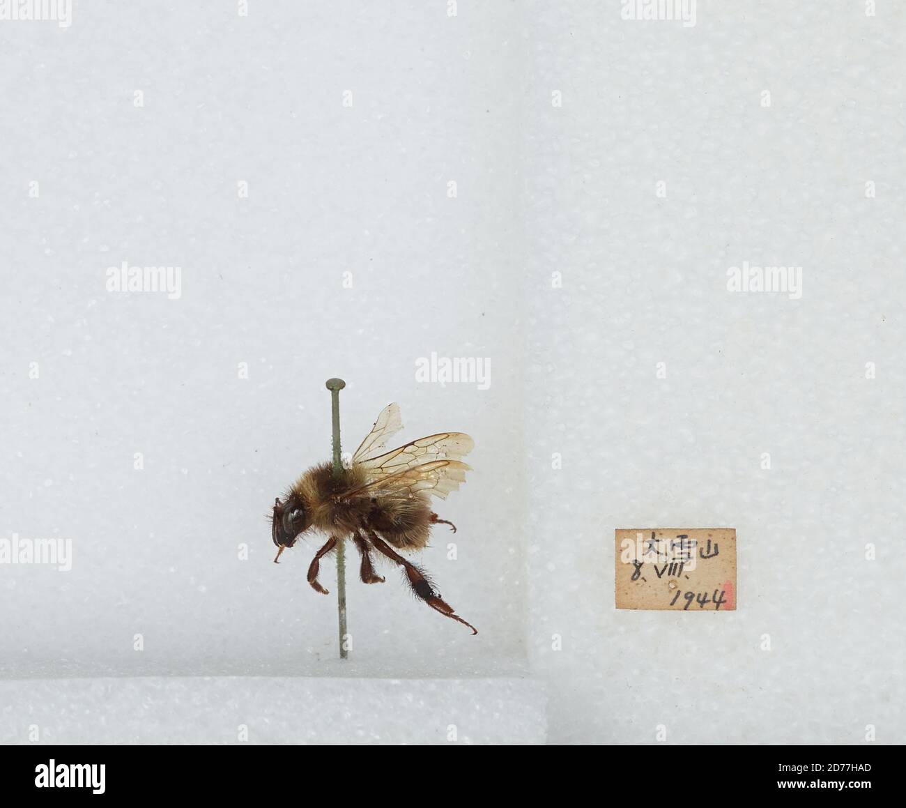 Daisetsuzan, Japan, Bombus (Diversobombus) diversus Smith, Animalia ...