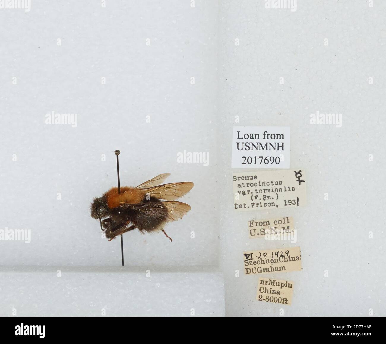 near Muping (formerly Mupin), Sichuan, China, Bombus (Festivobombus ...