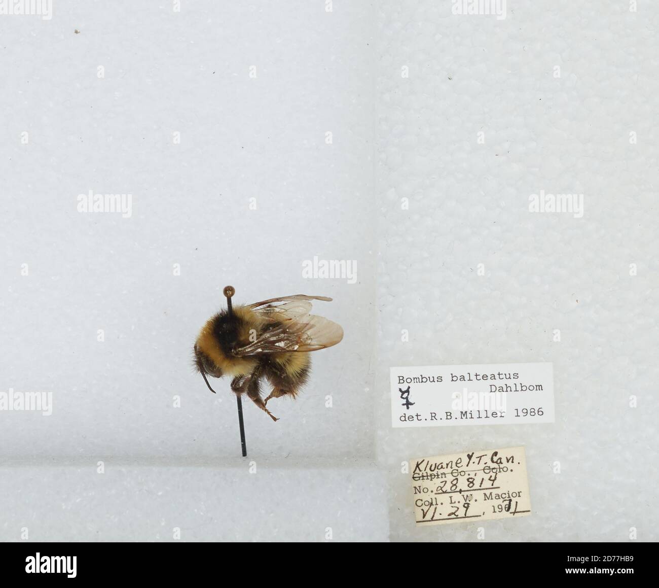 Kluane, Yukon Territory, Canada, Bombus (Alpinobombus) balteatus ...