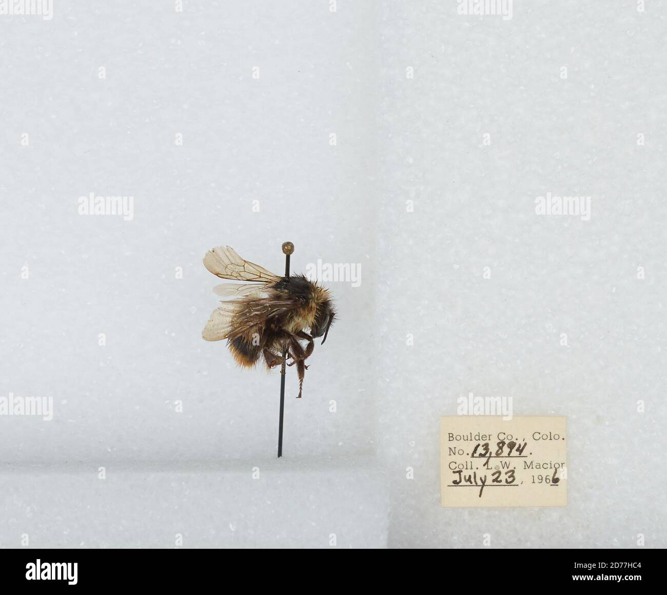 Boulder, Colorado, United States, Bombus (Alpinobombus) balteatus ...