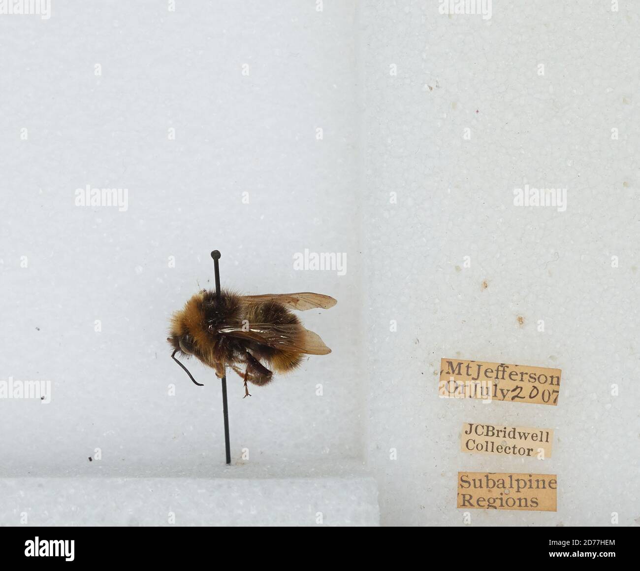 Mount Jefferson, Subalpine Regions, Linn, Oregon, United States, Bombus ...