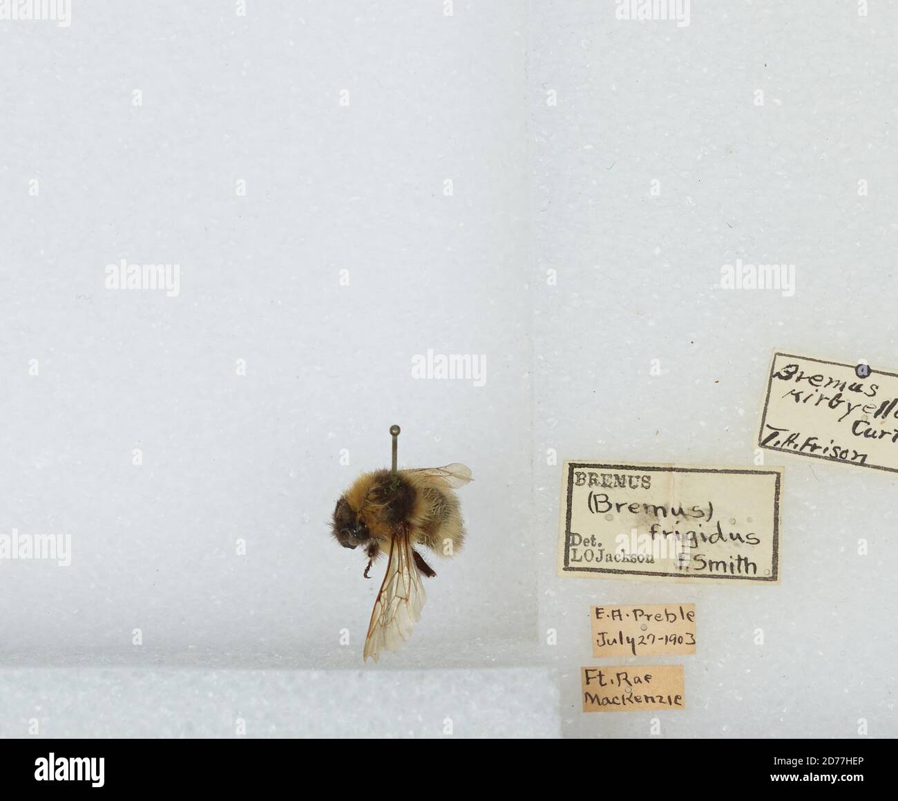 Fort Rae, Northwest Territories, Canada, Bombus (Alpinobombus ...