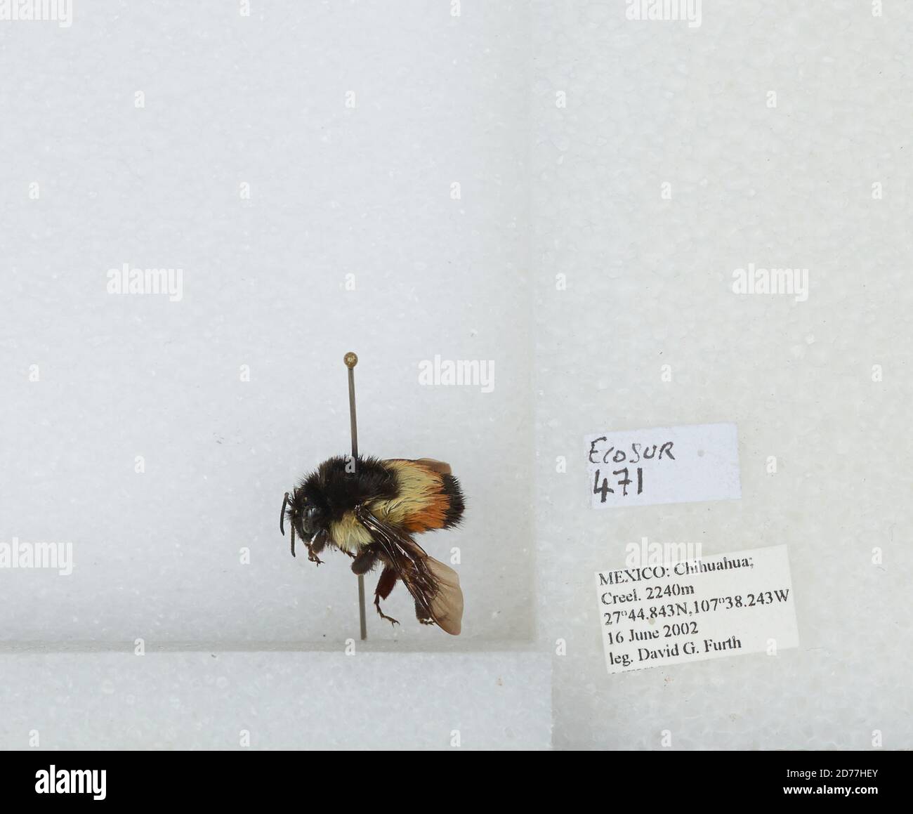 Creel, Chihuahua, Mexico, Bombus (Pyrobombus) ephippiatus (Say ...