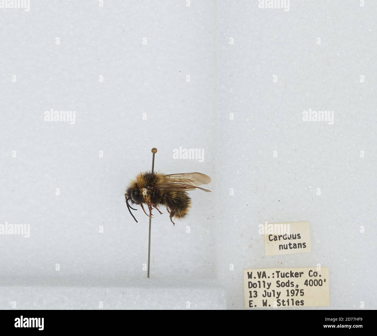 Dolly Sods, Tucker, West Virginia, United States, Bombus (Psithyrus ...