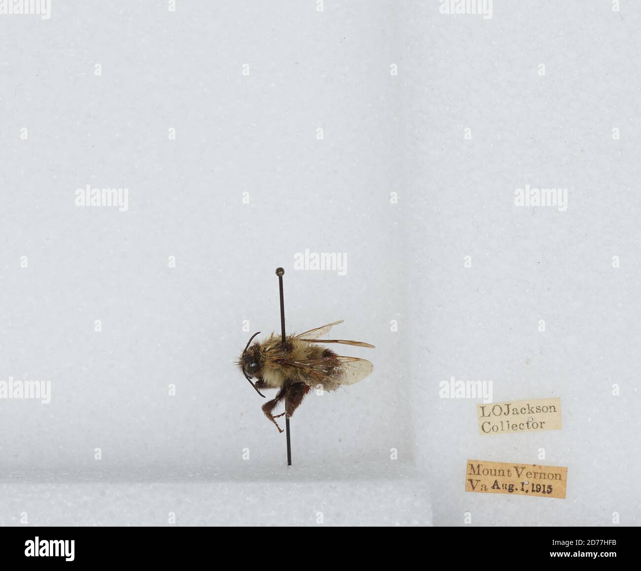 Mount Vernon, Fairfax, Virginia, United States, Bombus (Pyrobombus ...