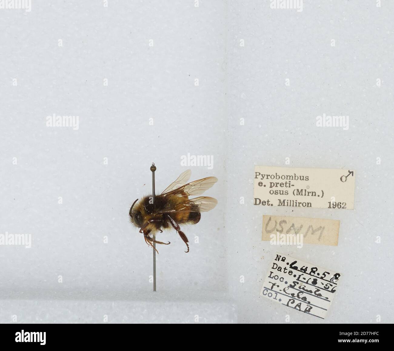 Bombus (Alpigenobombus) breviceps Smith, 1852, Animalia, Arthropoda ...