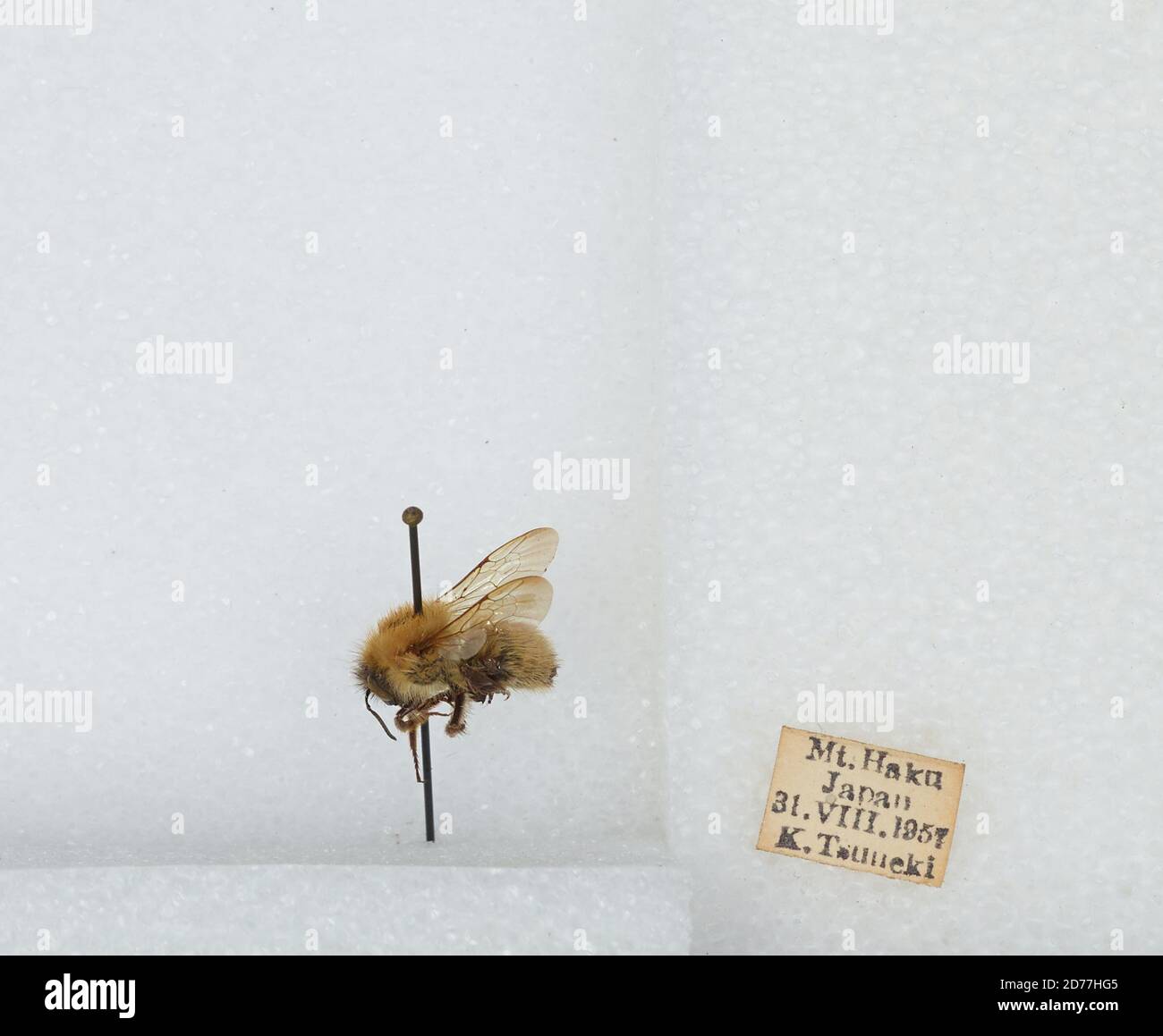 Mt. Haku, Japan, Bombus (Diversobombus) diversus Smith, Animalia ...