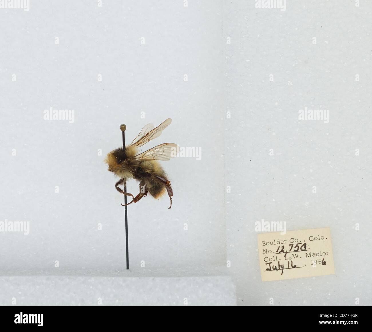 Boulder, Colorado, United States, Bombus (Alpinobombus) balteatus ...