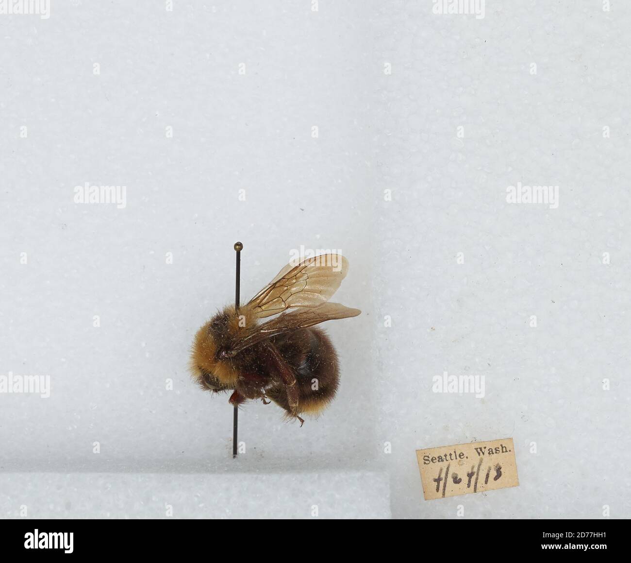 Seattle, King, Washington, United States, Bombus (Psithyrus) fernaldae ...