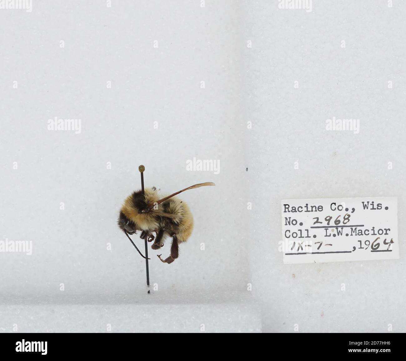 Racine, Wisconsin, United States, Bombus (Fervidobombus) fervidus ...