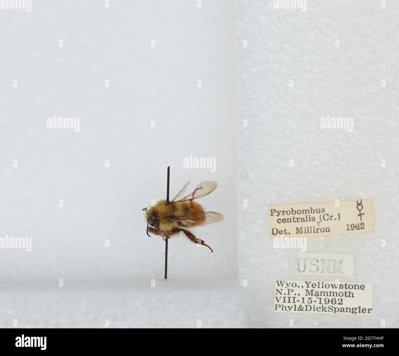 Mammoth, Yellowstone National Park, Park, Wyoming, United States ...