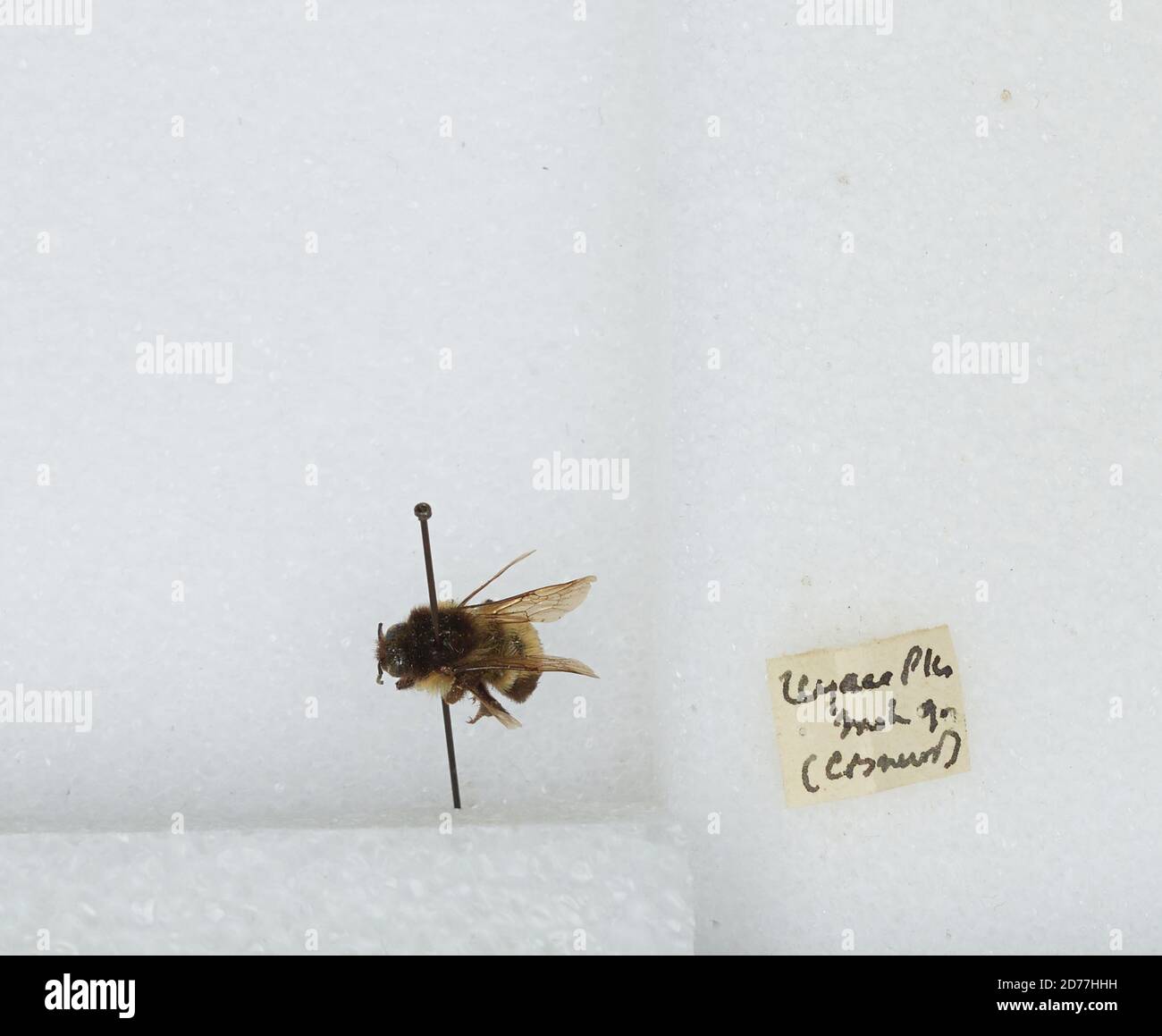 Uyuca Peak, Honduras, Bombus (Rufipedibombus) eximius Smith, Animalia ...