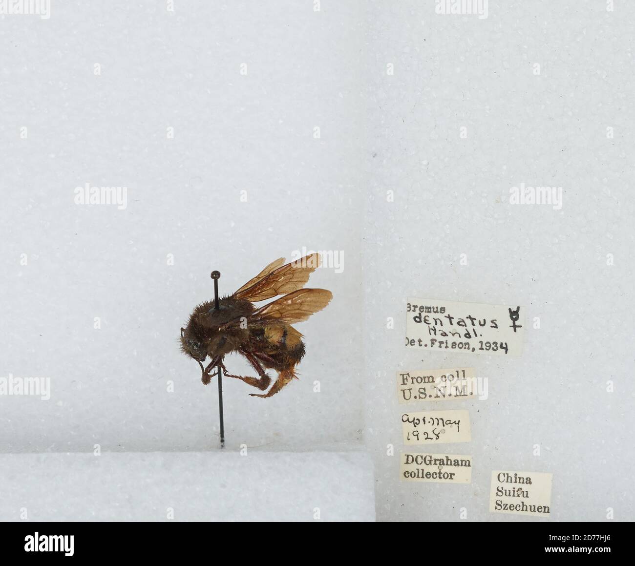 Yibin, Sichuan, China, Bombus (Alpigenobombus) breviceps Smith, 1852 ...