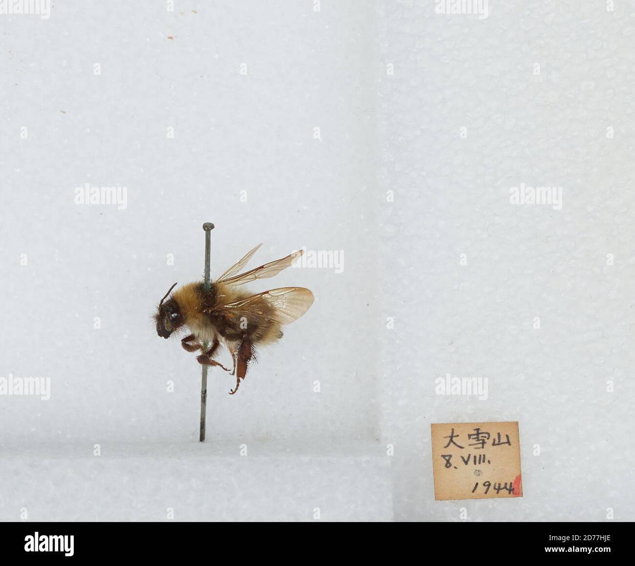 Daisetsuzan, Japan, Bombus (Diversobombus) diversus Smith, Animalia ...