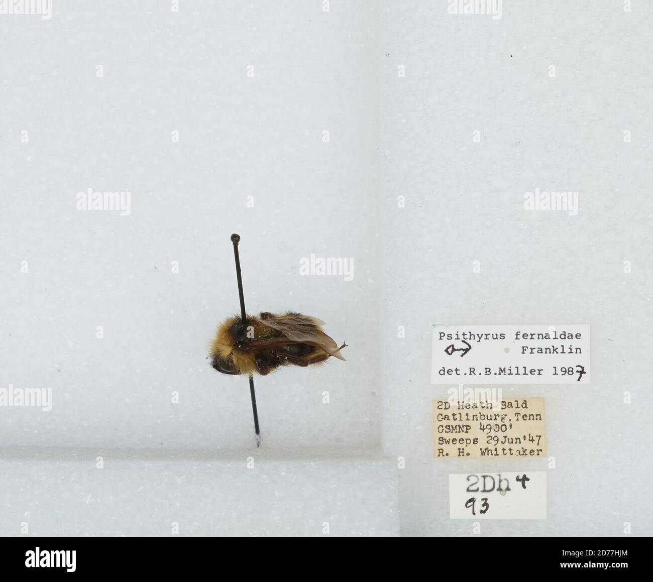 2D Heath Bald, Gatlinburg, Great Smoky Mountains National Park, Sevier ...