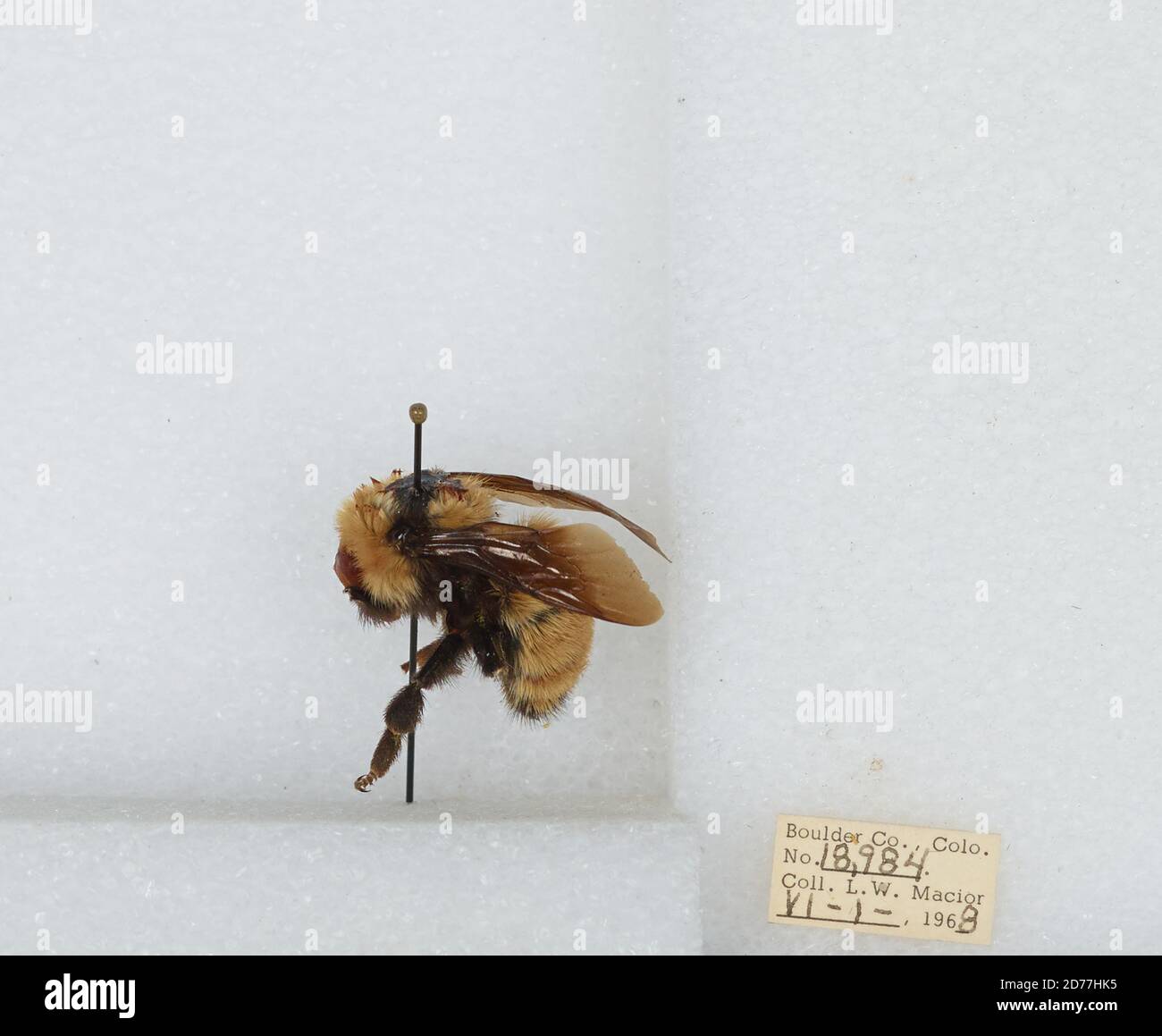 Boulder, Colorado, United States, Bombus (Fervidobombus) fervidus ...