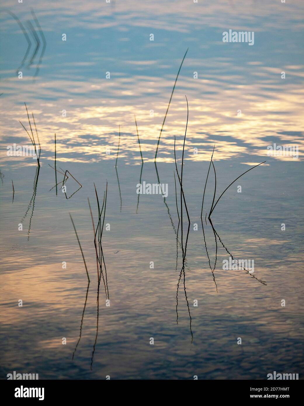 Reed in the water at sunrise Stock Photo - Alamy
