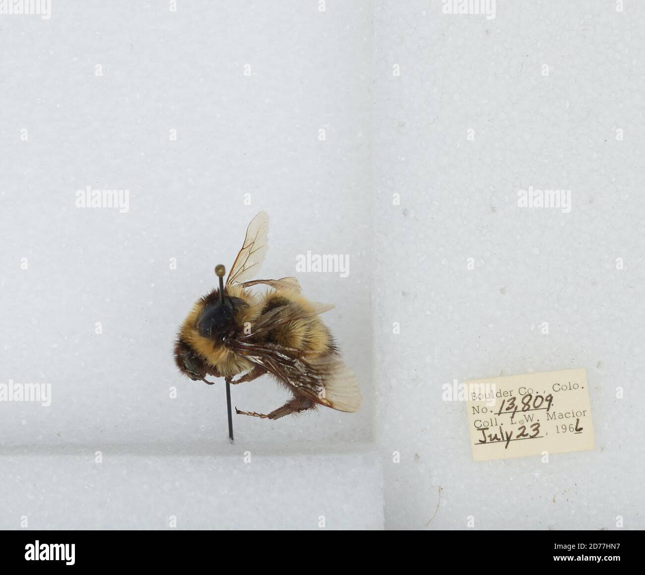 Boulder, Colorado, United States, Bombus (Alpinobombus) balteatus ...