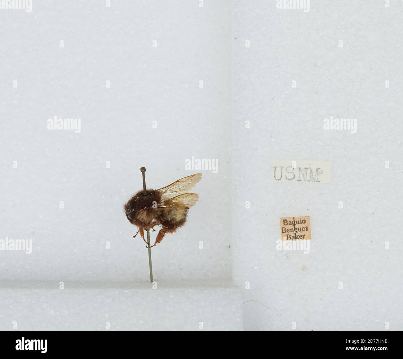 Baguio, Benguet, Philippines, Bombus (Pyrobombus) flavescens Smith ...