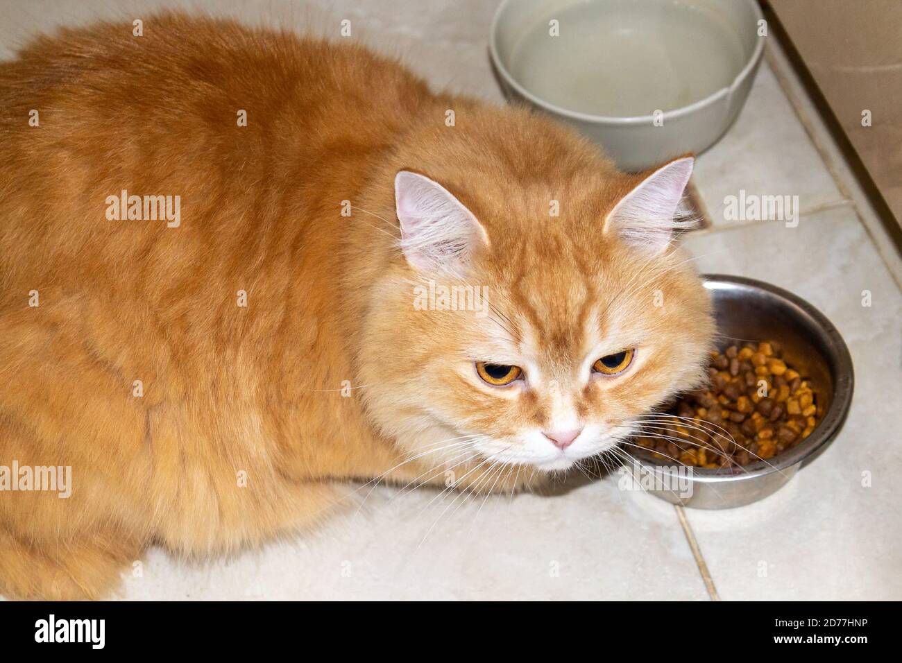 Big breakfast house cat hi-res stock photography and images - Alamy