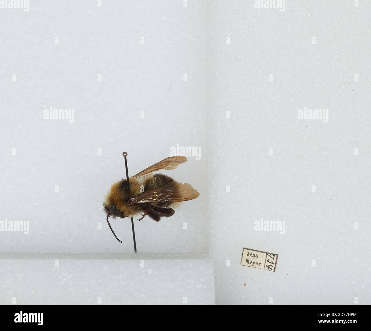 Jena, Bombus (Psithyrus) barbutellus (Kirby), Animalia, Arthropoda ...