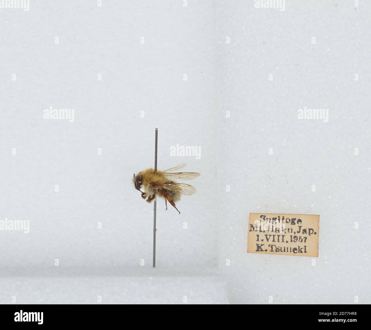 Mt. Haku, Sugitoge, Japan, Bombus (Diversobombus) diversus Smith ...