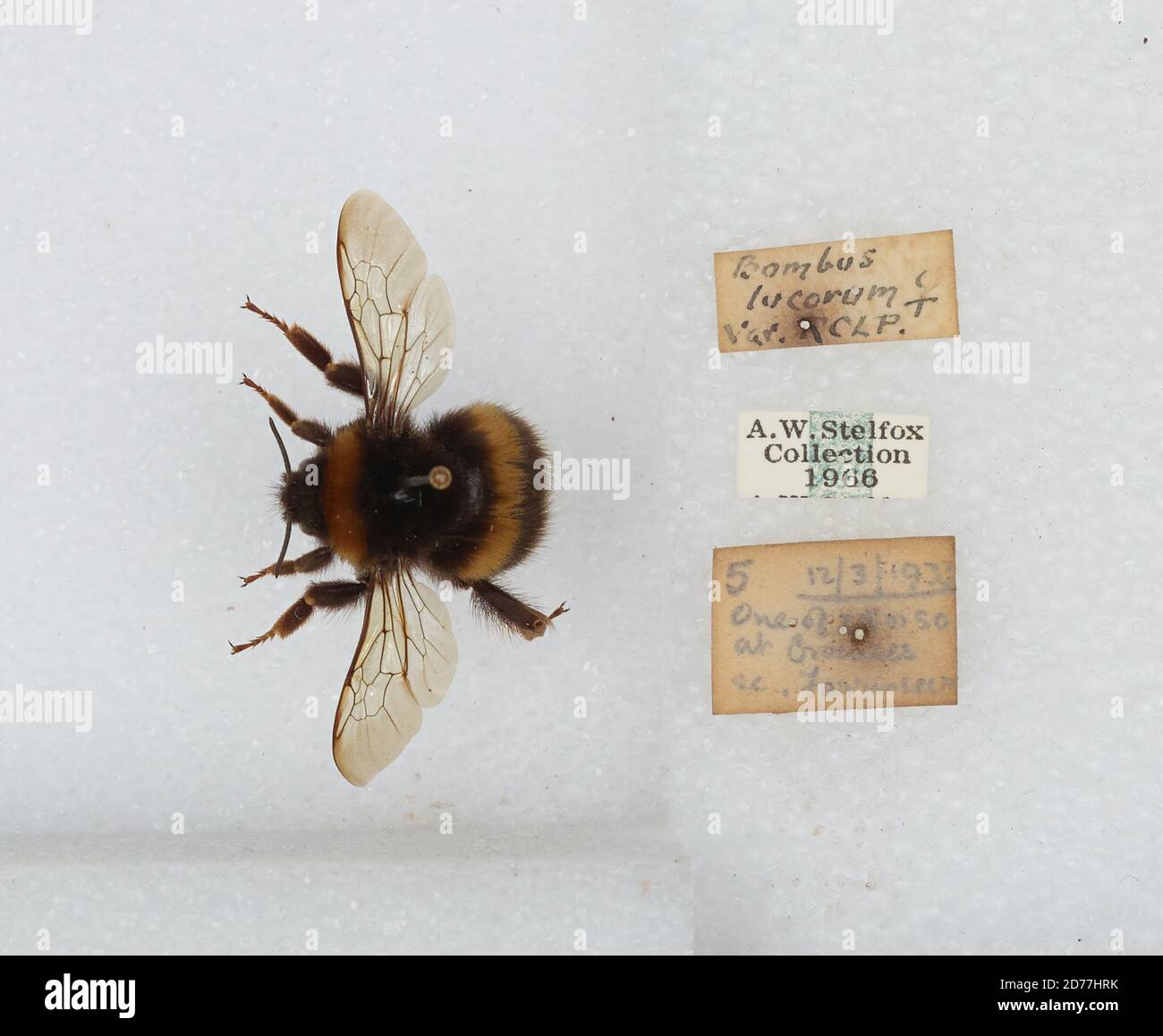 Bombus (Bombus) lucorum (Linnaeus), Animalia, Arthropoda, Insecta ...