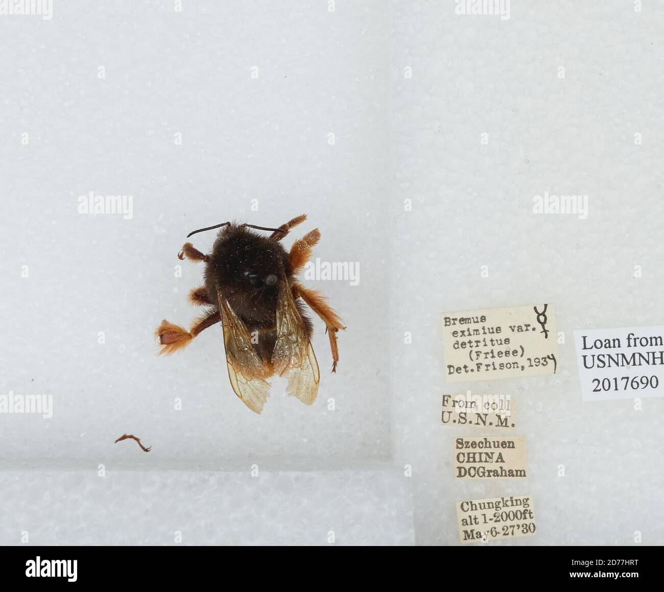 Chongyang, Sichuan, China, Bombus (Rufipedibombus) eximius Smith ...