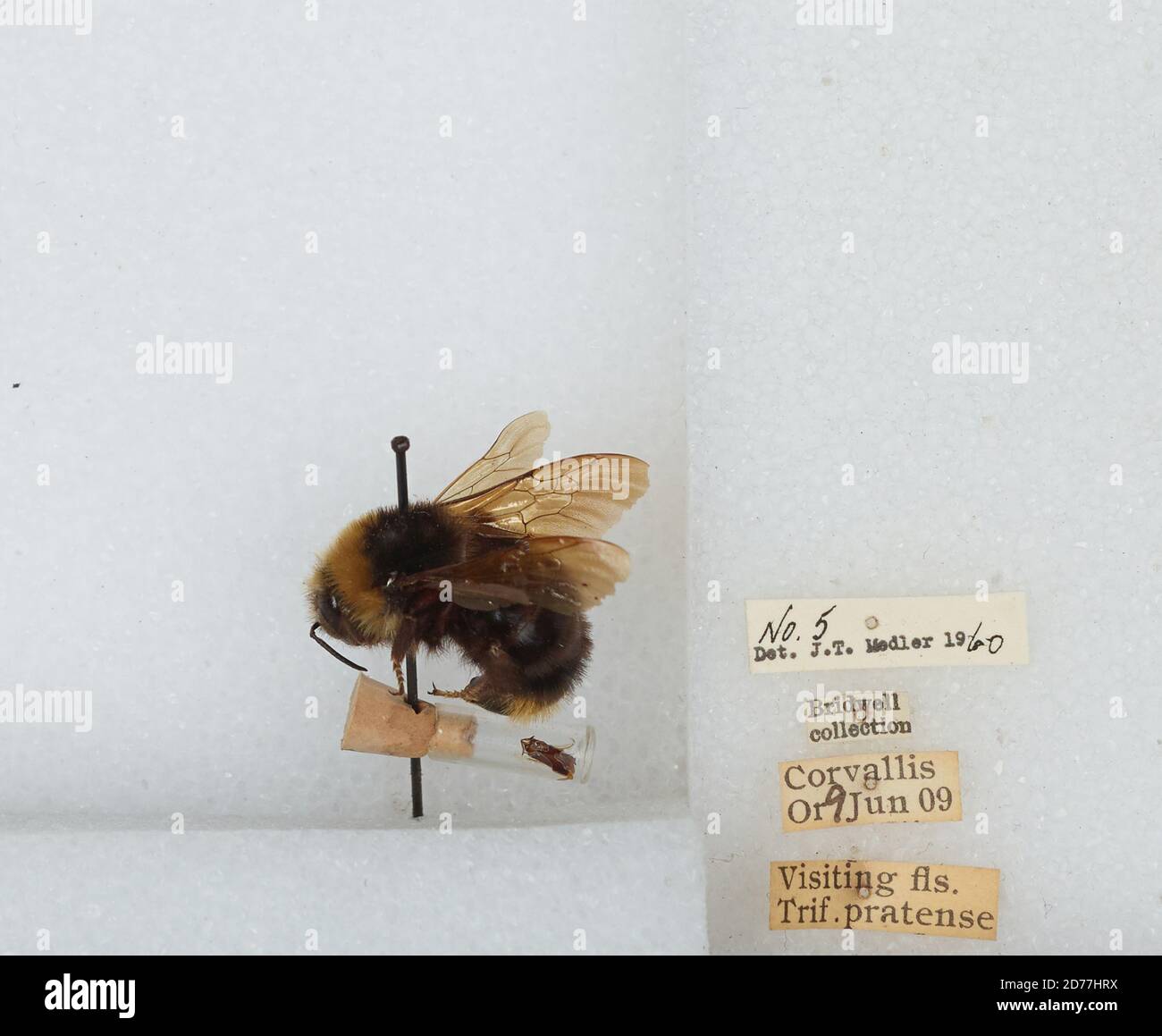 Corvallis, Benton, Oregon, United States, Bombus (Psithyrus) fernaldae ...