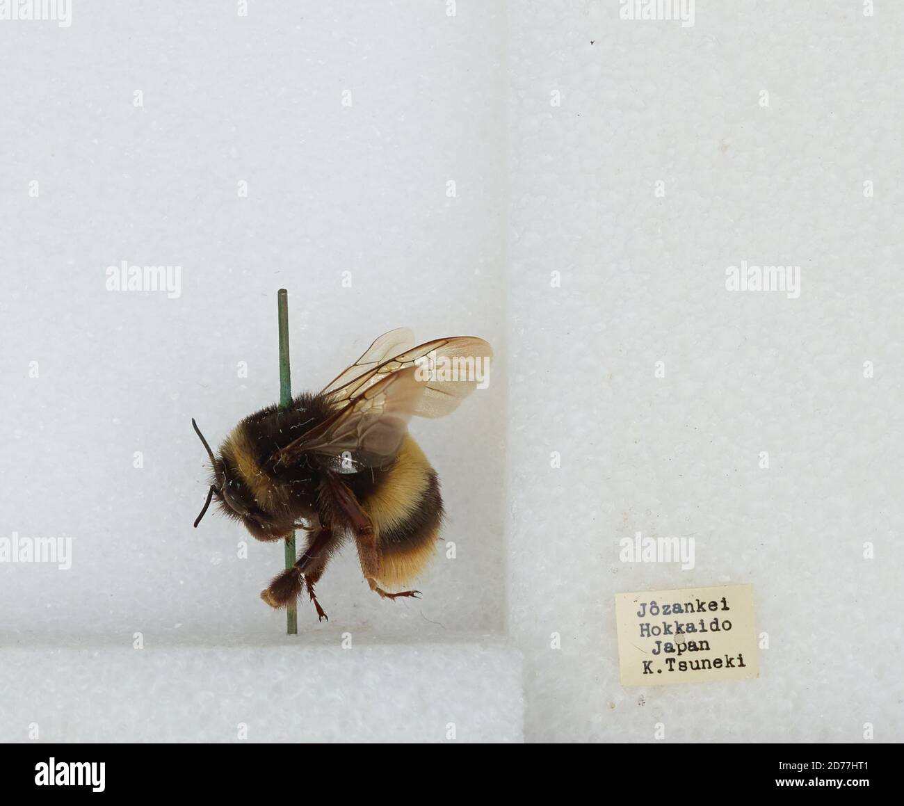 Jozankei, Hokkaido, Japan, Bombus (Bombus) ignitus Smith, Animalia ...