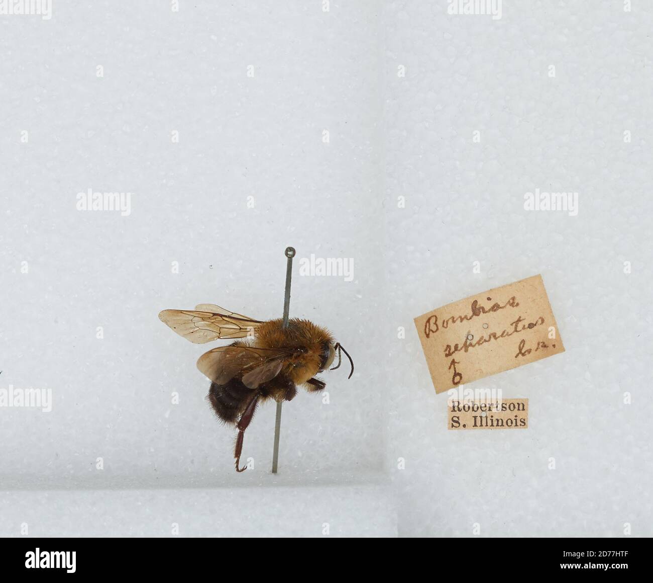 South Illinois, Illinois, United States, Bombus (Separatobombus ...