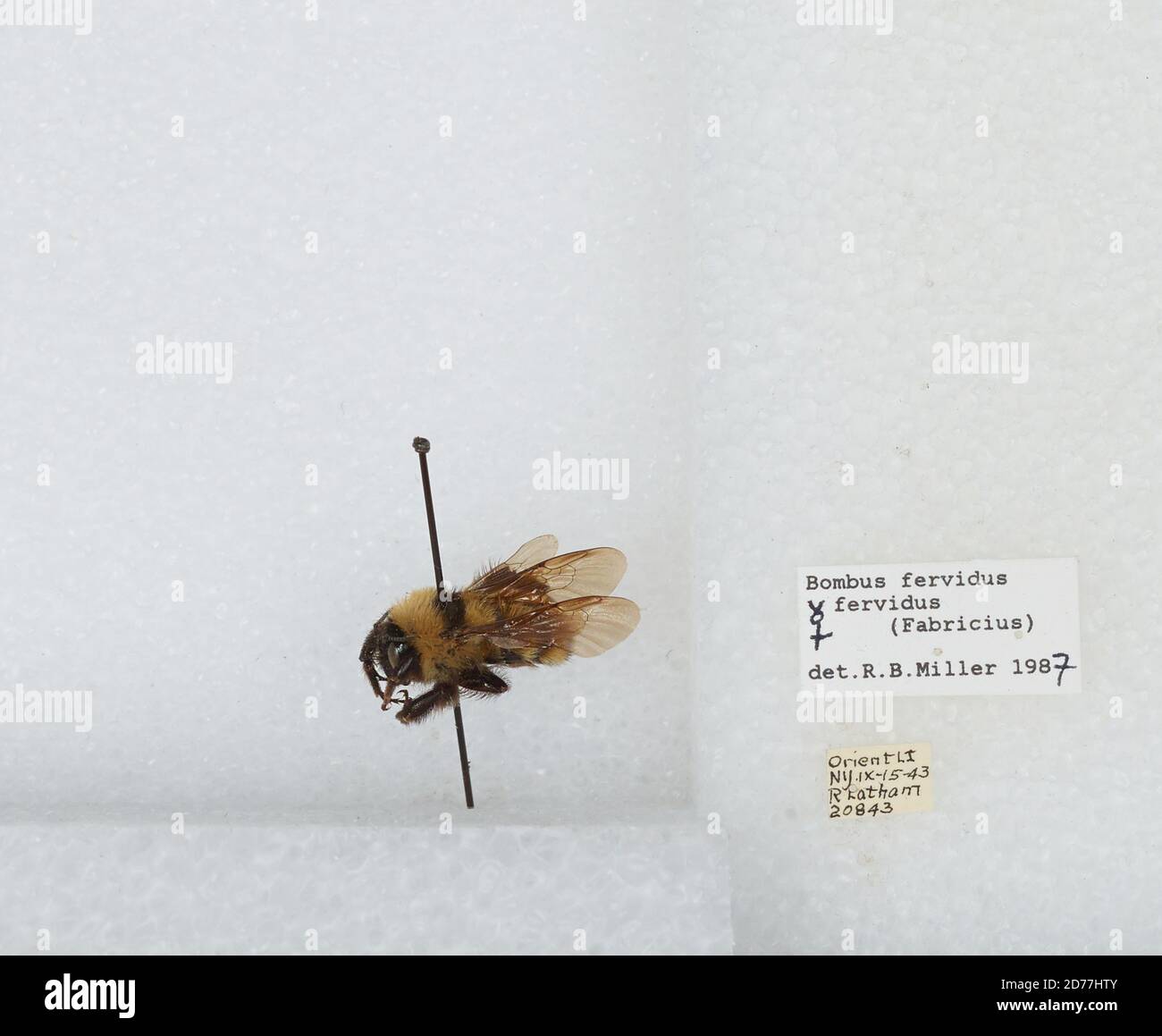 Orient, Long Island, Suffolk, New York, United States, Bombus ...