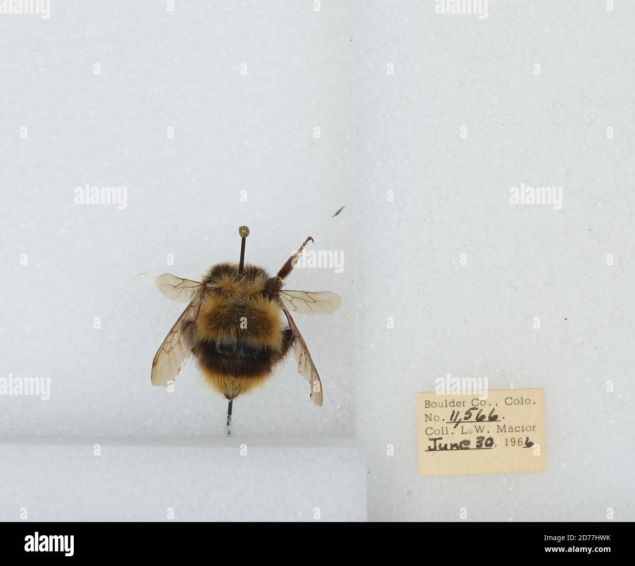 Boulder, Colorado, United States, Bombus (Alpinobombus) balteatus ...