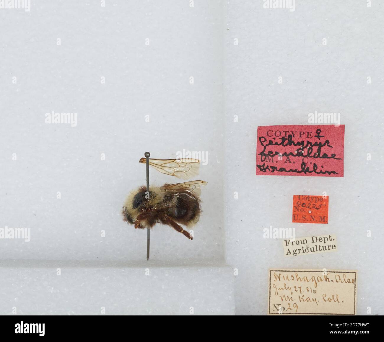 Nushagak, Dillingham, Alaska, United States, Bombus (Psithyrus ...