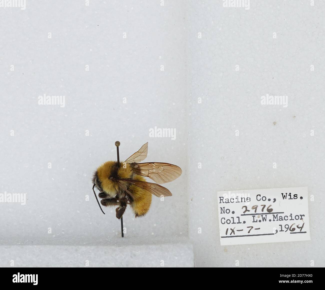 Racine, Wisconsin, United States, Bombus (Fervidobombus) fervidus ...