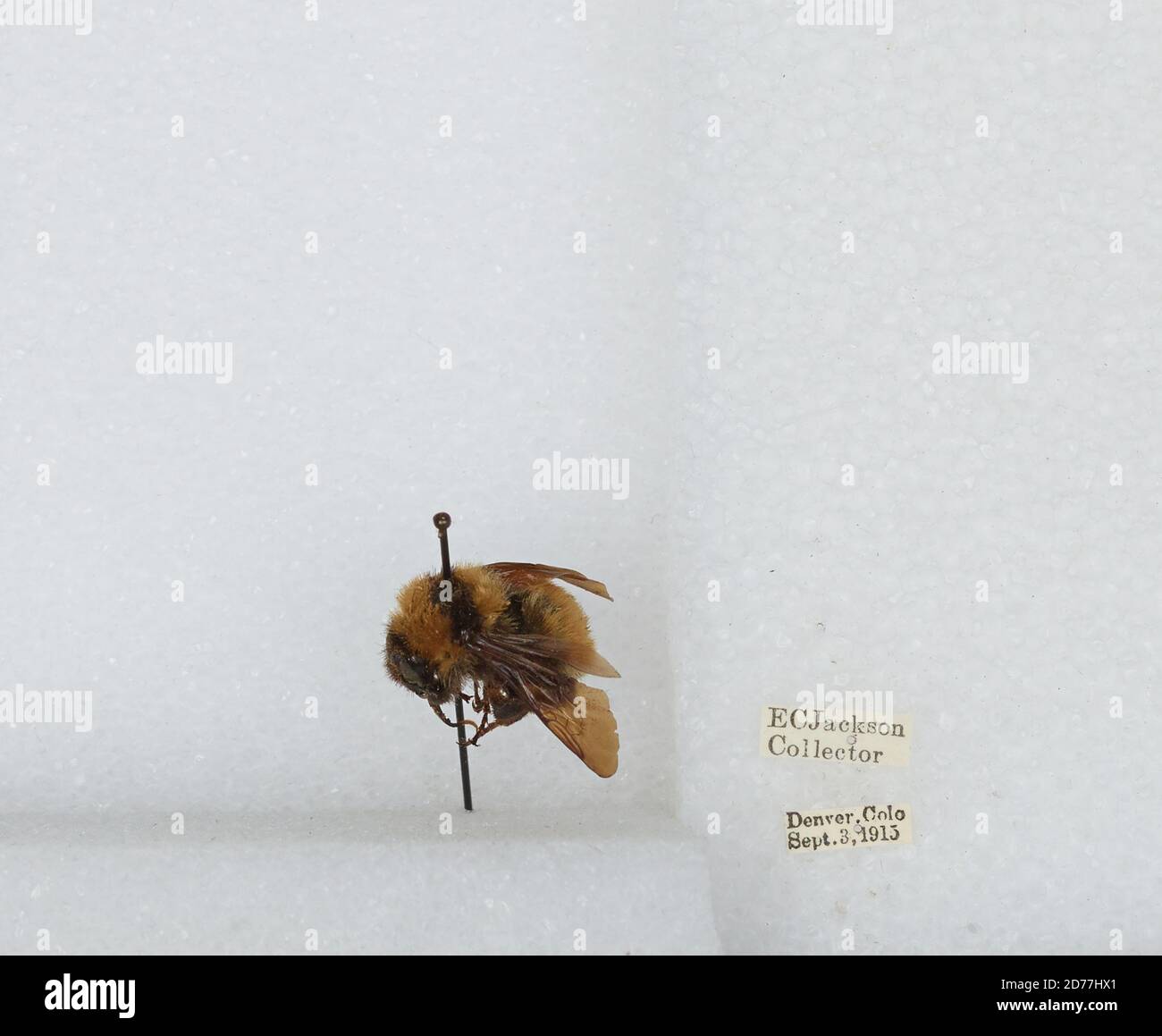 Denver, Colorado, United States, Bombus (Fervidobombus) fervidus ...