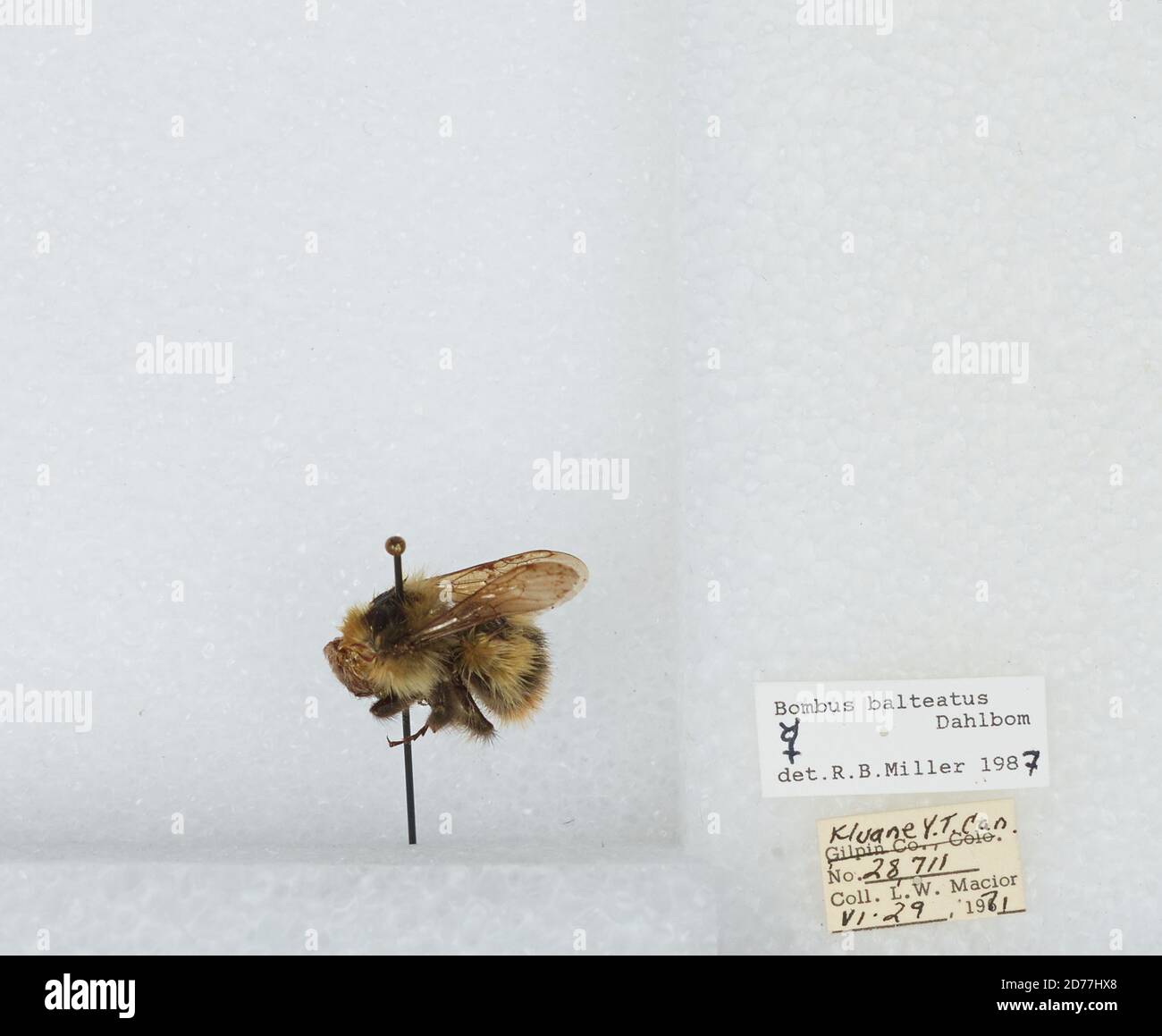 Kluane, Yukon Territory, Canada, Bombus (Alpinobombus) balteatus ...