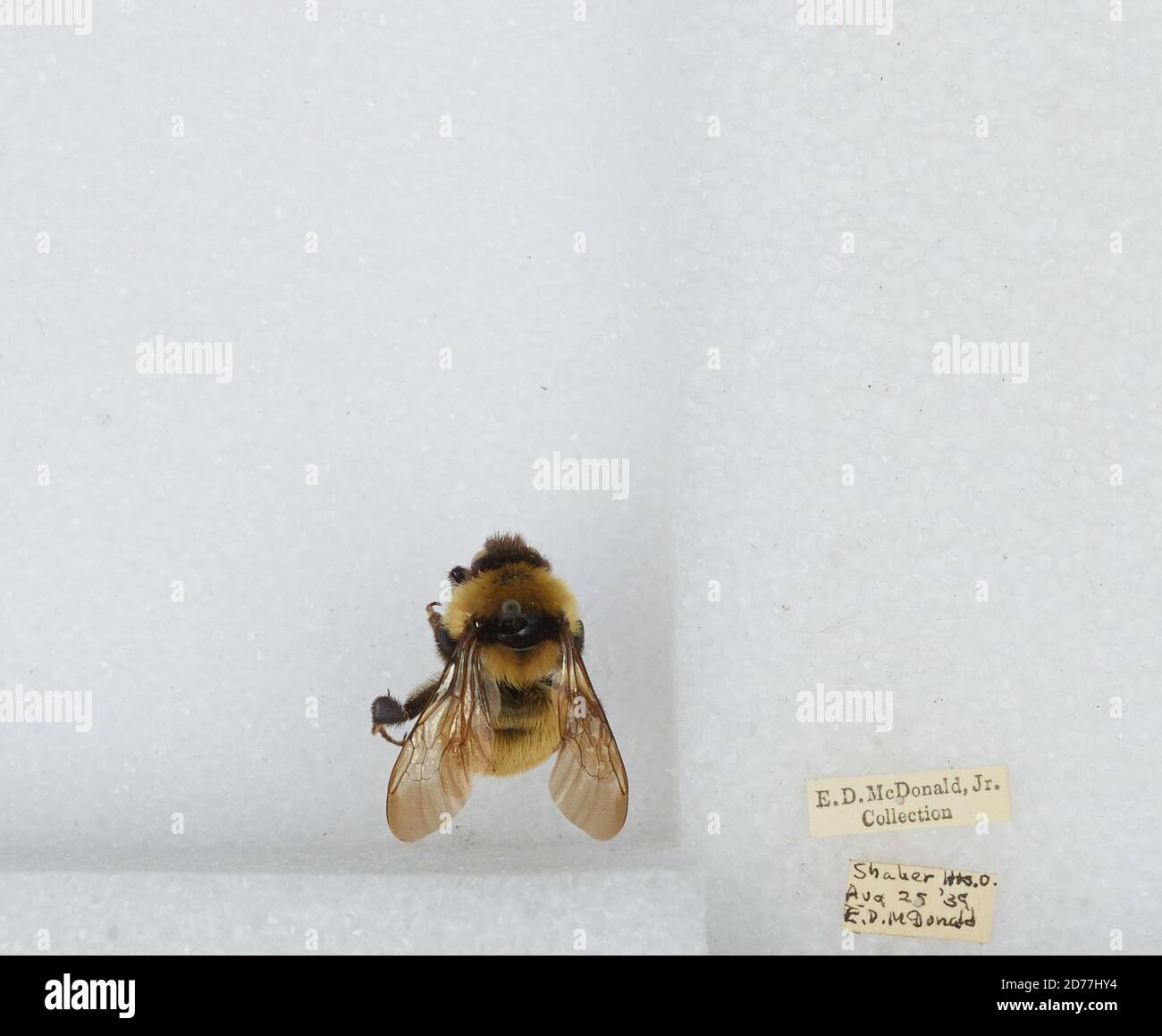 Shaker Heights, Cuyahoga, Ohio, United States, Bombus (Fervidobombus ...