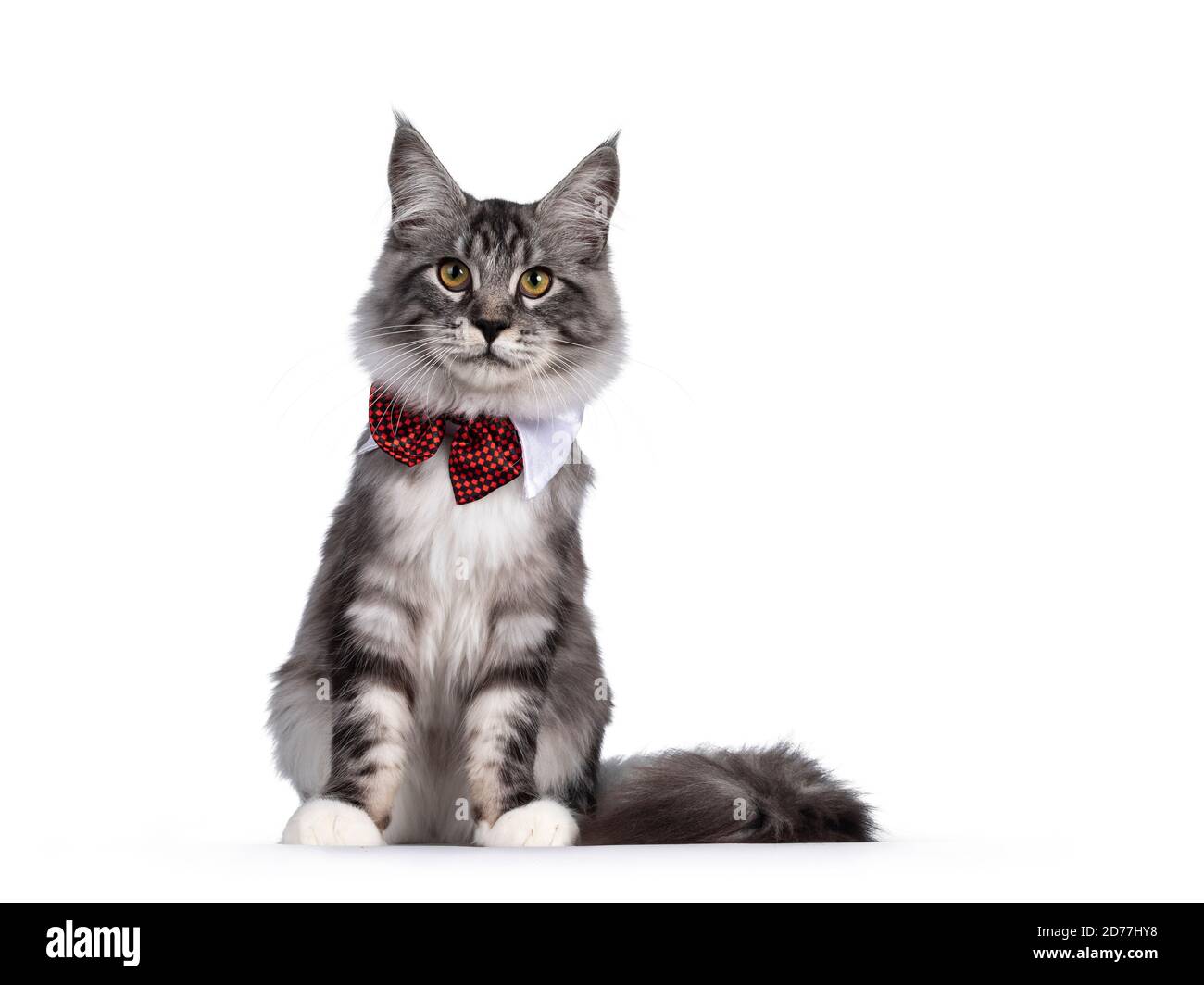 Handsome black tabby silver Maine cat, sitting facing front and looking ...