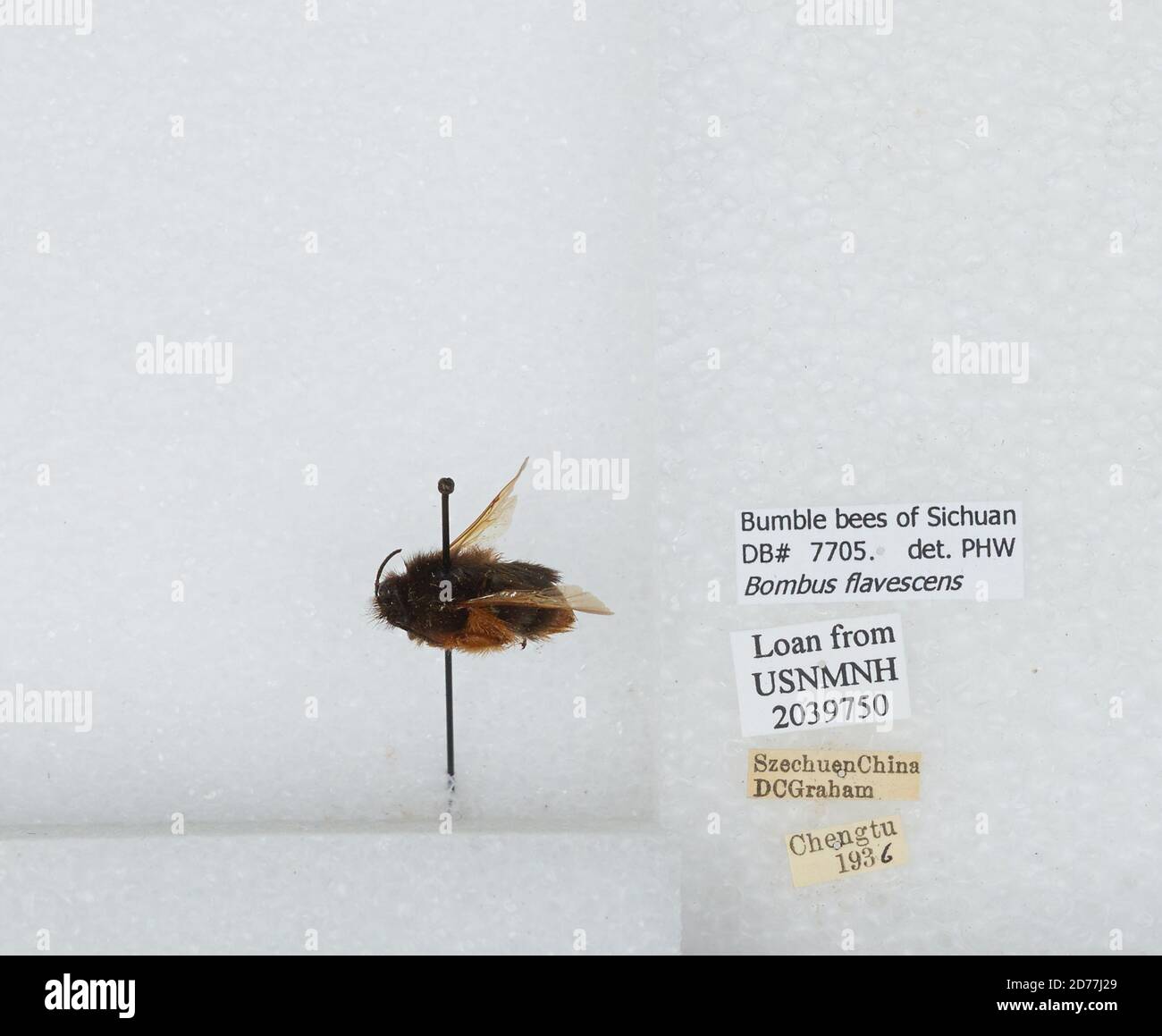 Chengdu, Sichuan, China, Bombus (Pyrobombus) flavescens Smith, 1852 ...