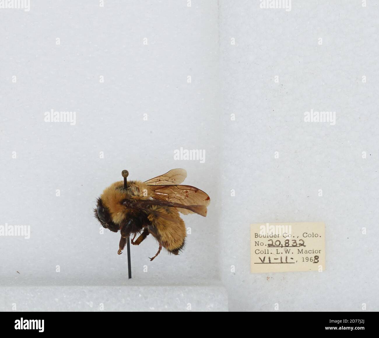 Boulder, Colorado, United States, Bombus (Fervidobombus) fervidus ...