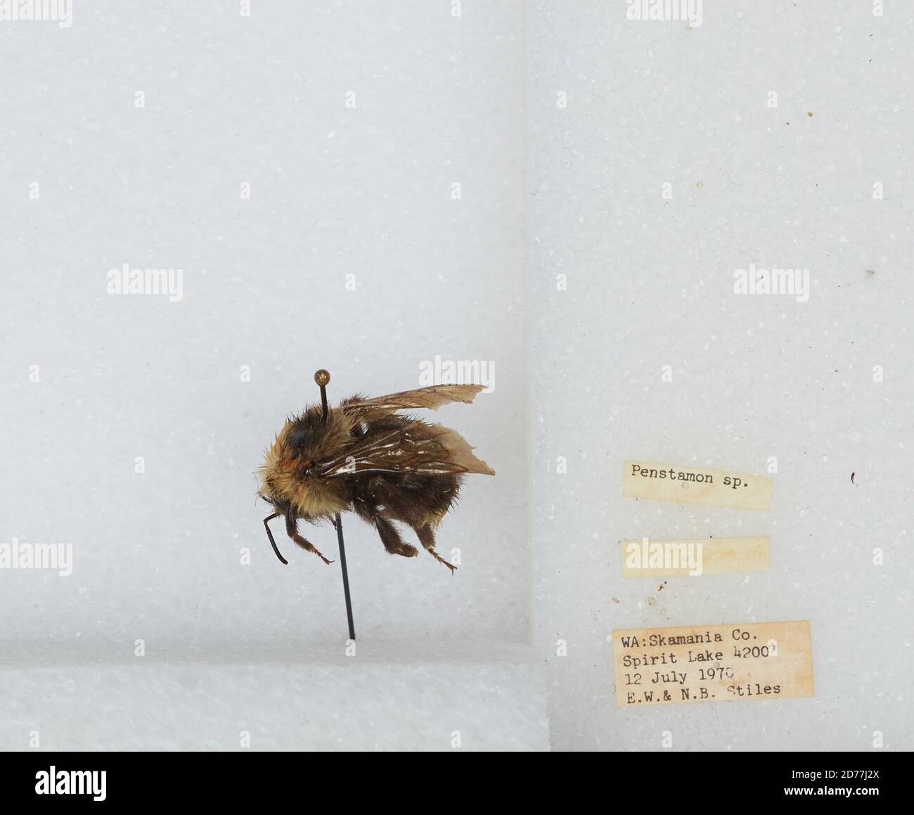 Spirit Lake, Skamania, Washington, United States, Bombus (Psithyrus ...