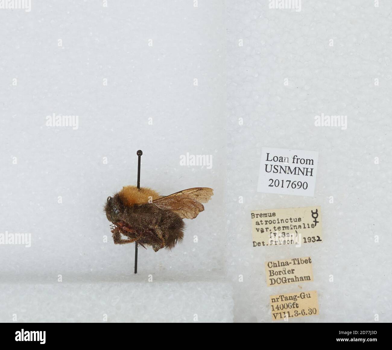 near Tang-Gu, China Tibet border, China, Bombus (Festivobombus ...