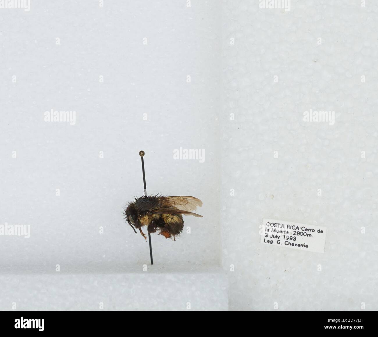 Cerro de la Muerte, San Jose, Costa Rica, Bombus (Pyrobombus ...