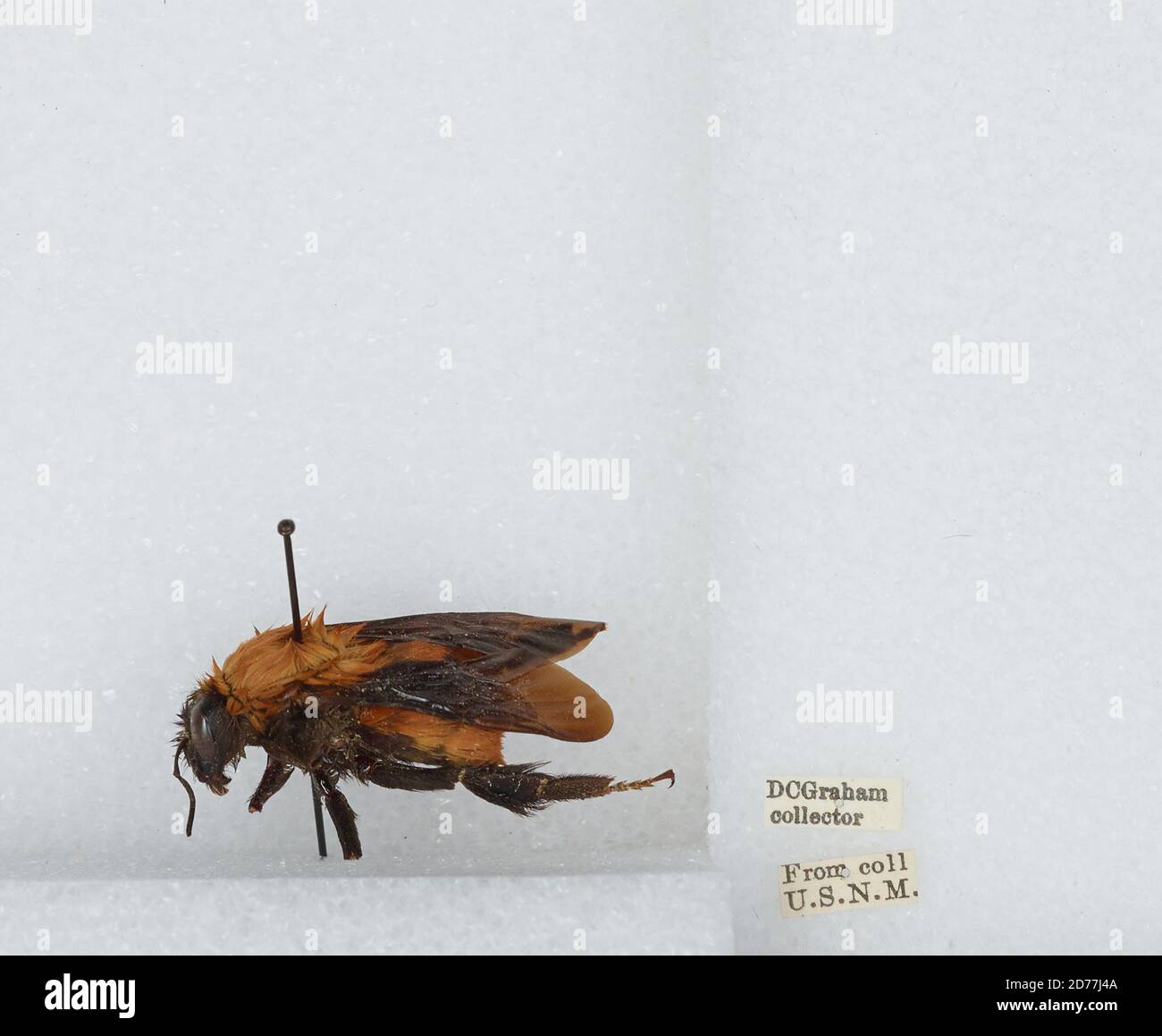 Bombus (Tricornibombus) atripes Smith, Animalia, Arthropoda, Insecta ...