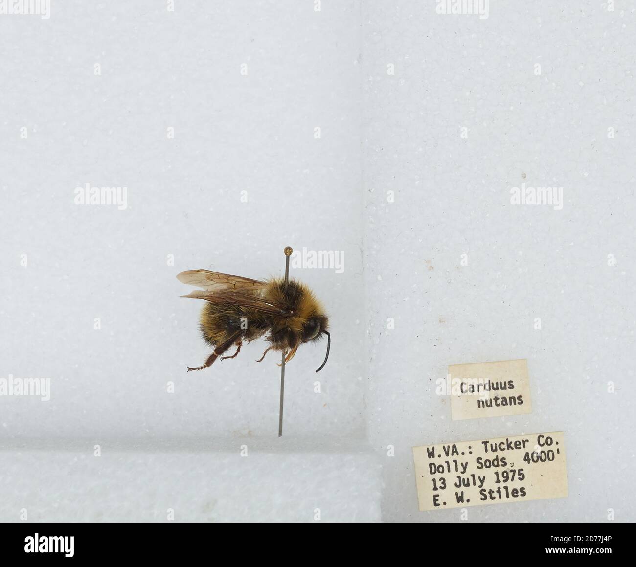 Dolly Sods, Tucker, West Virginia, United States, Bombus (Psithyrus ...