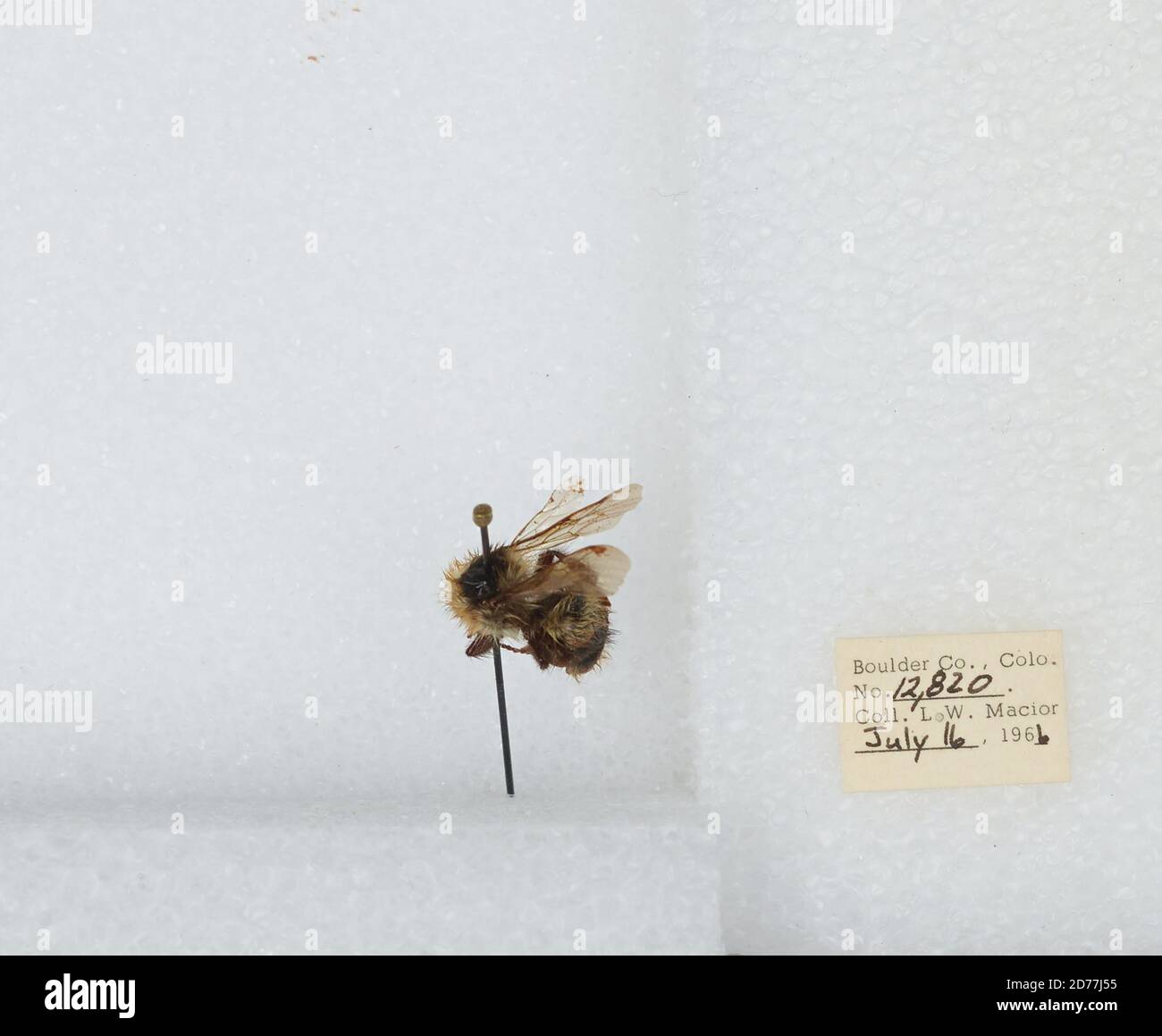 Boulder, Colorado, United States, Bombus (Alpinobombus) balteatus ...